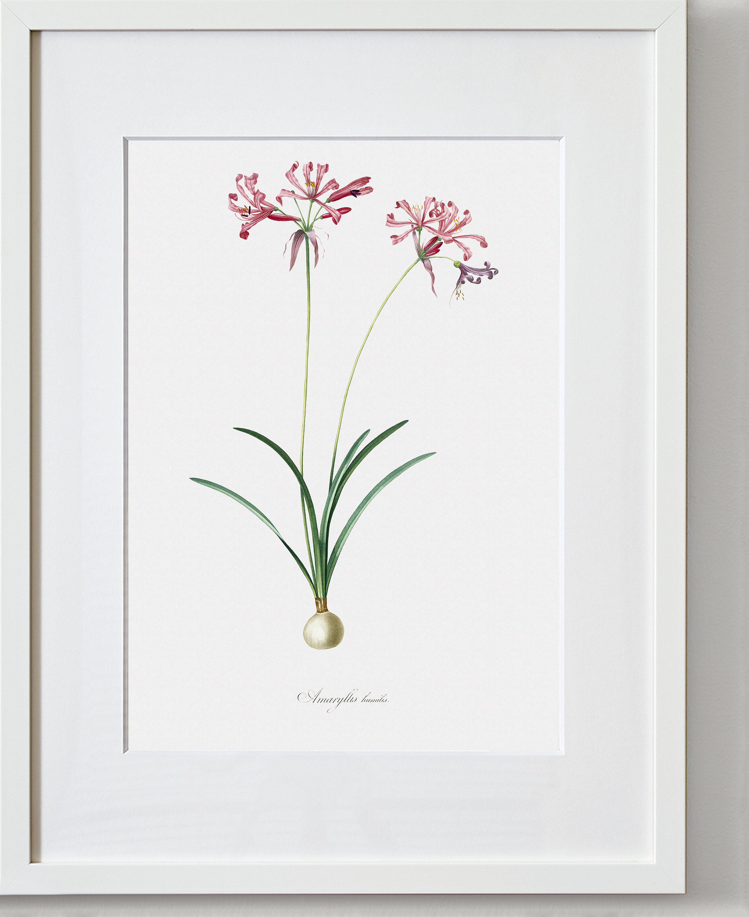 Flower Print Floral Art Nerine Lily Botanical Fine Art - Etsy