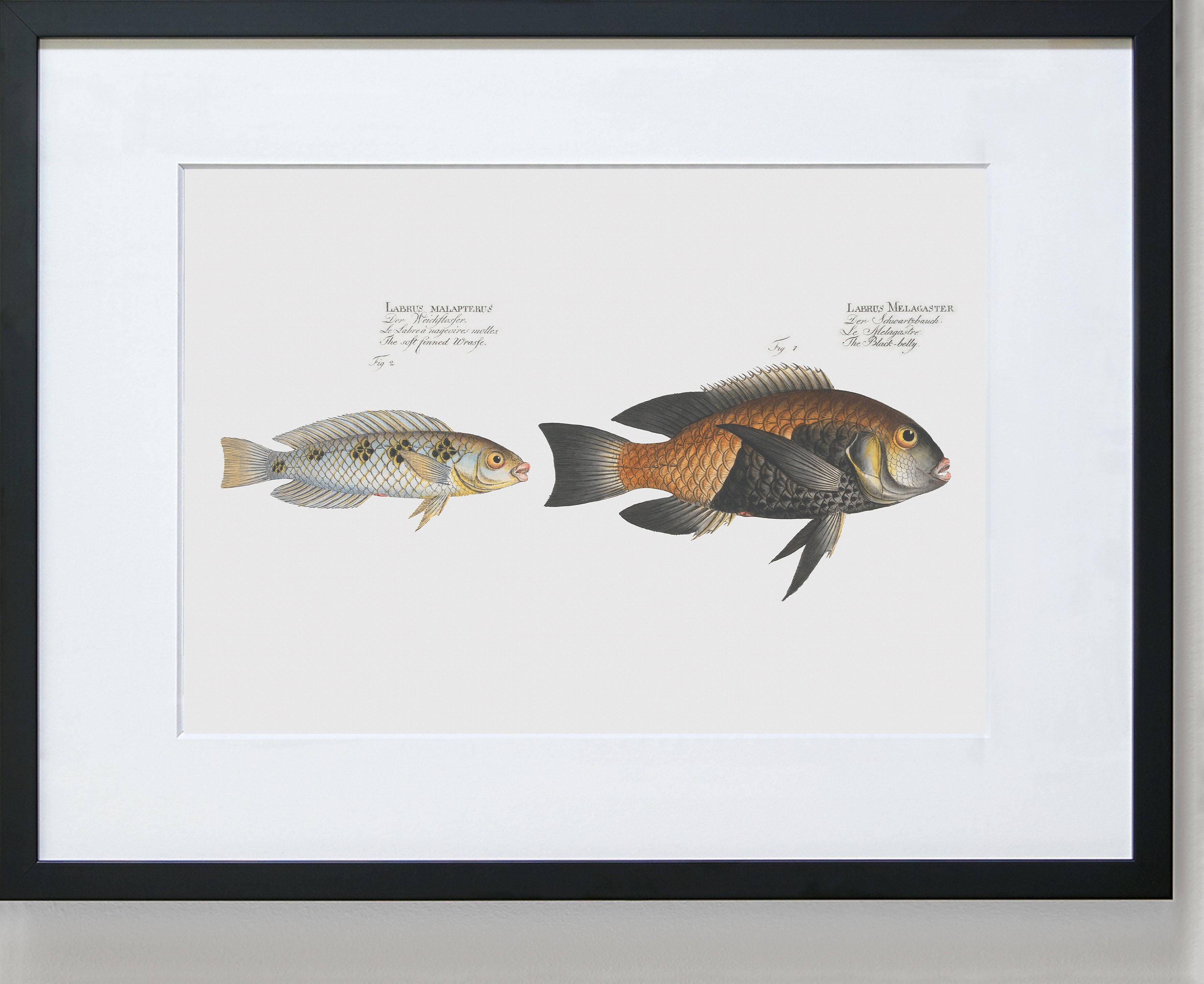 Fish Wall Art Print 1. Labrus Melagaster 2. Labrus | Etsy