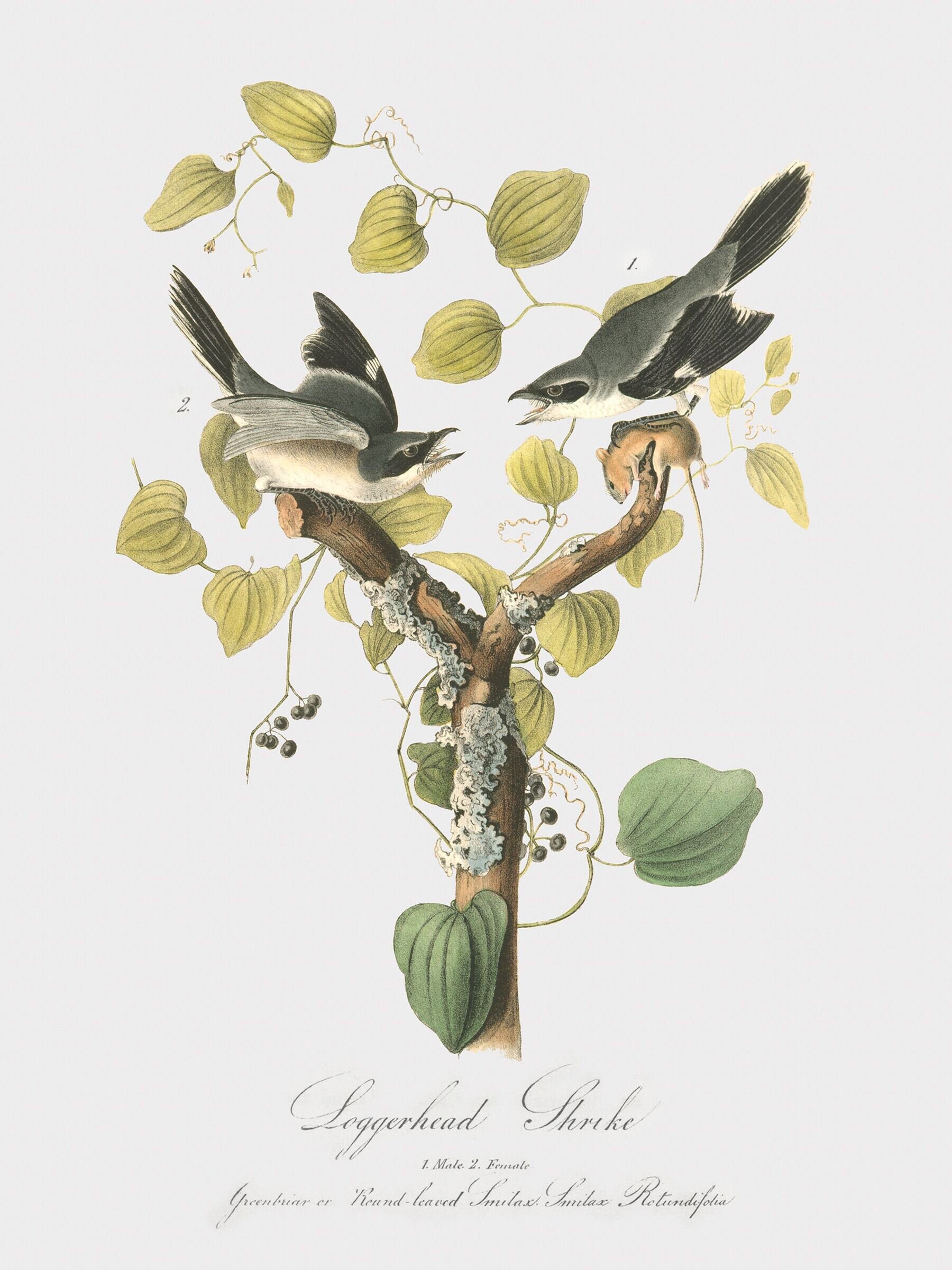 Birds on Tree Painting, Framed Bird Wall Art, Bird Home Decor ...