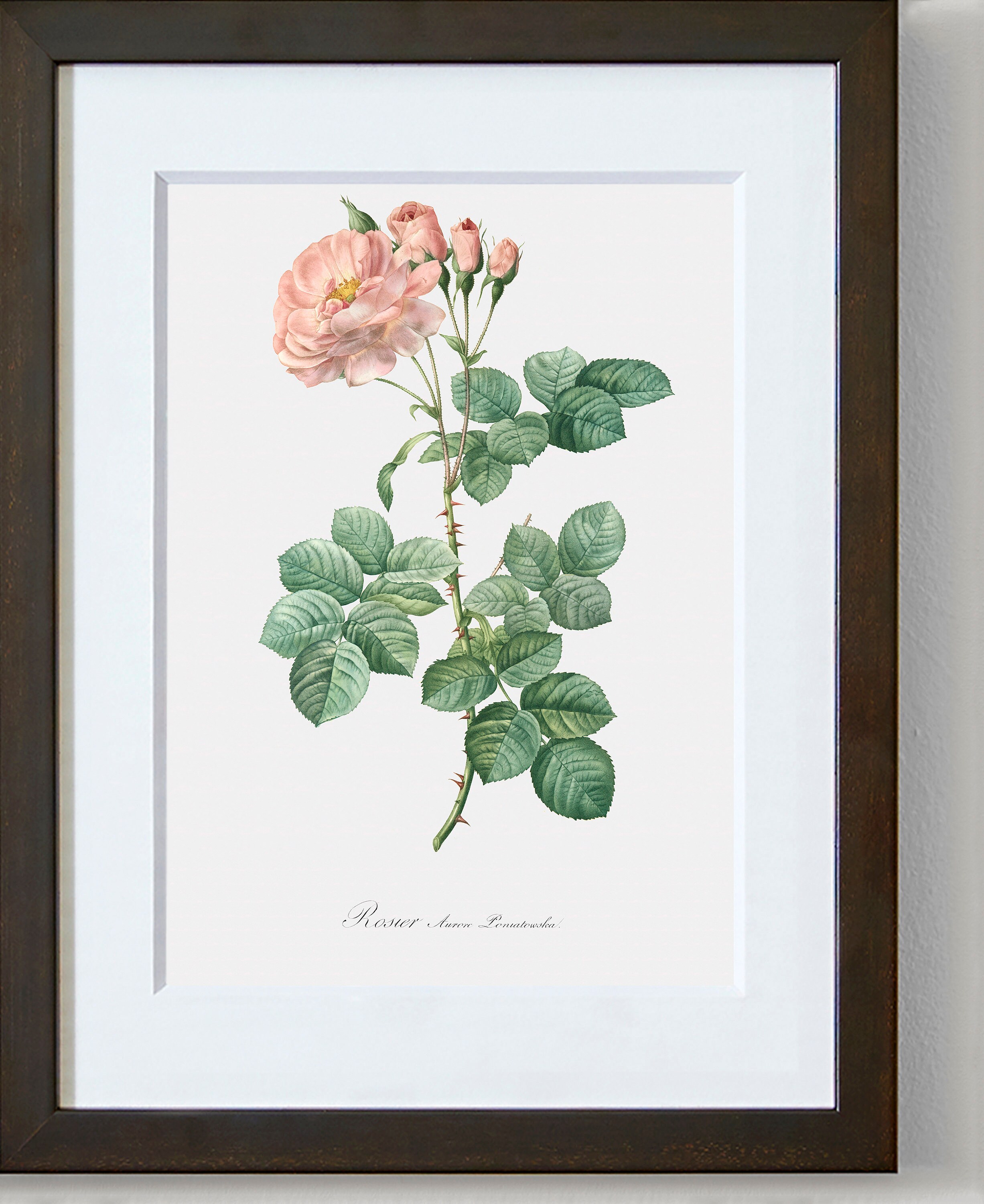 Rose Art Print Floral Art Celeste Rose Rosa Damascena - Etsy