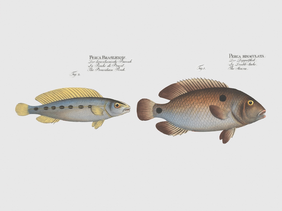 Fish Wall Art - the Acara Fish Framed Art - the Brasilian Perch Fish ...