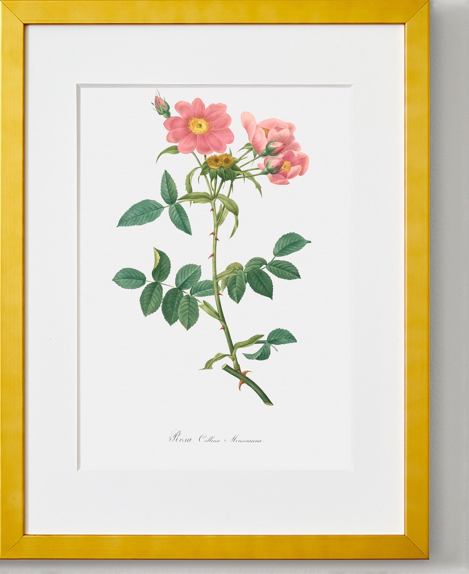 Rose Art Print Floral Art Lady Monson's Rose Rosa - Etsy