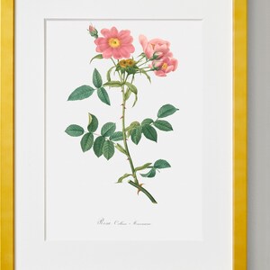 Rose Art Print - Floral Art - Lady Monson's Rose - Rosa Collina ...