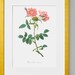 Rose Art Print - Floral Art - Lady Monson's Rose - Rosa Collina ...