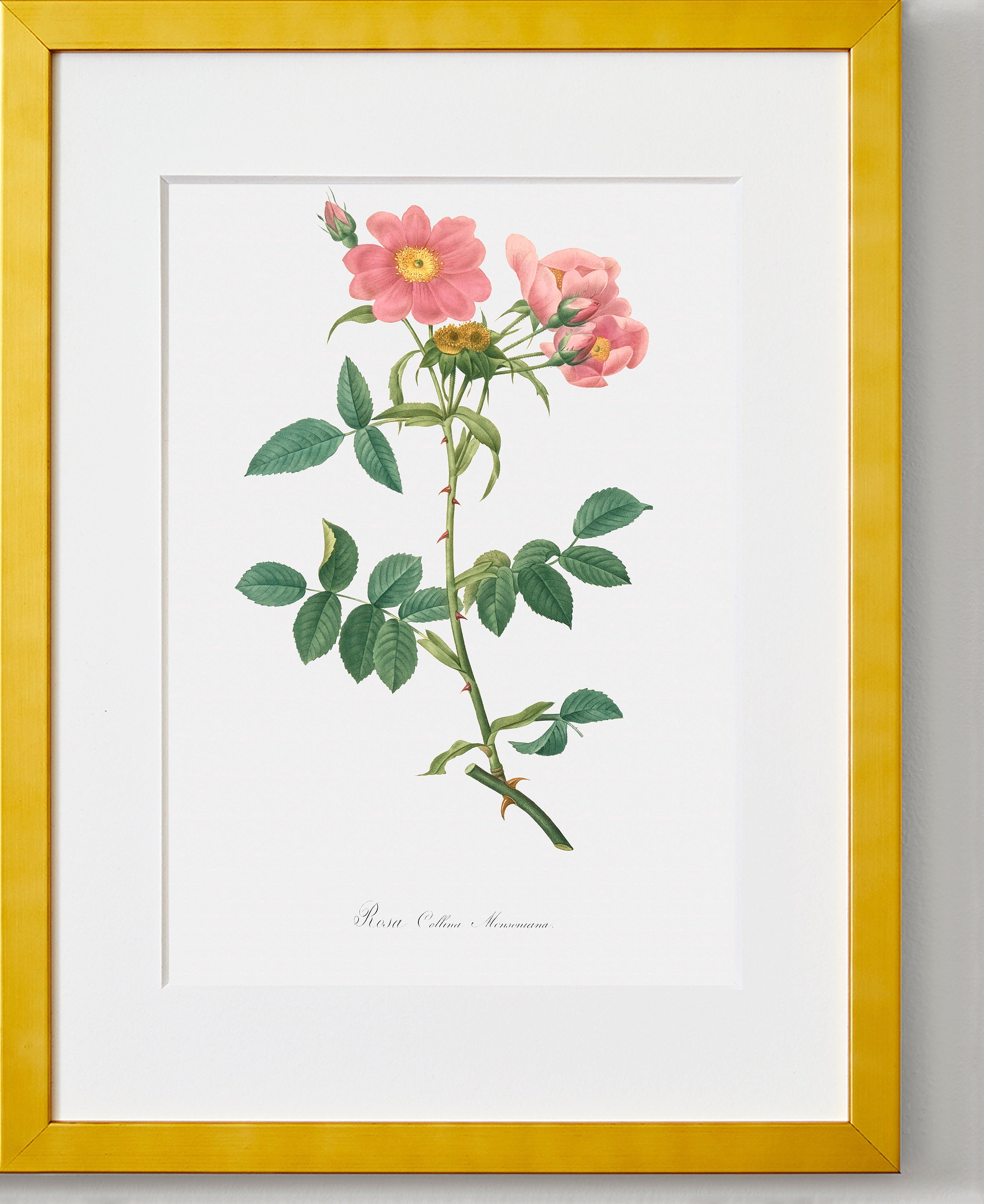 Rose Art Print - Floral Art - Lady Monson's Rose - Rosa Collina ...