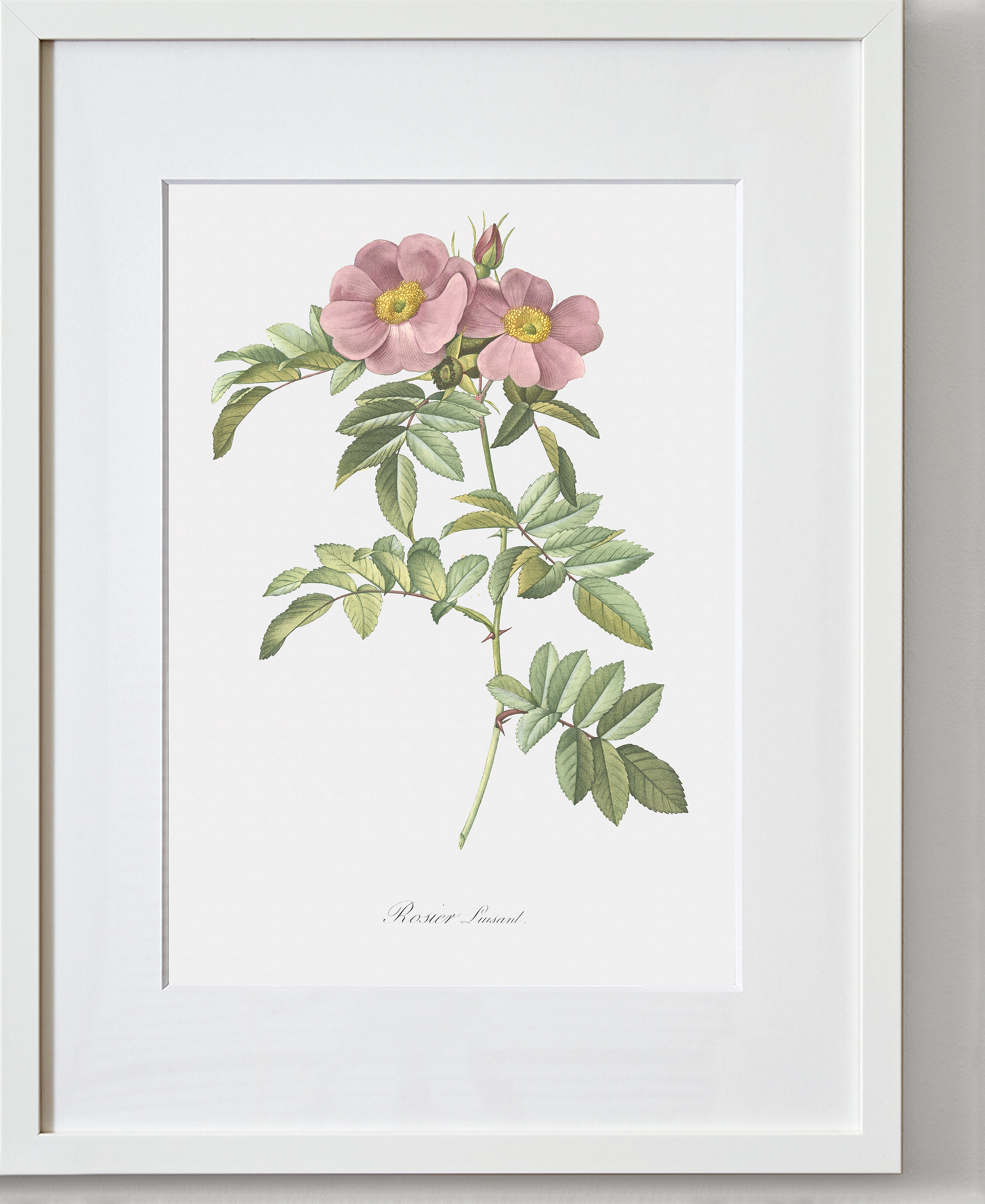 Rose Wall Art Rose Fine Art Print Pink Rose Virginia Rose Rosa Lucida ...