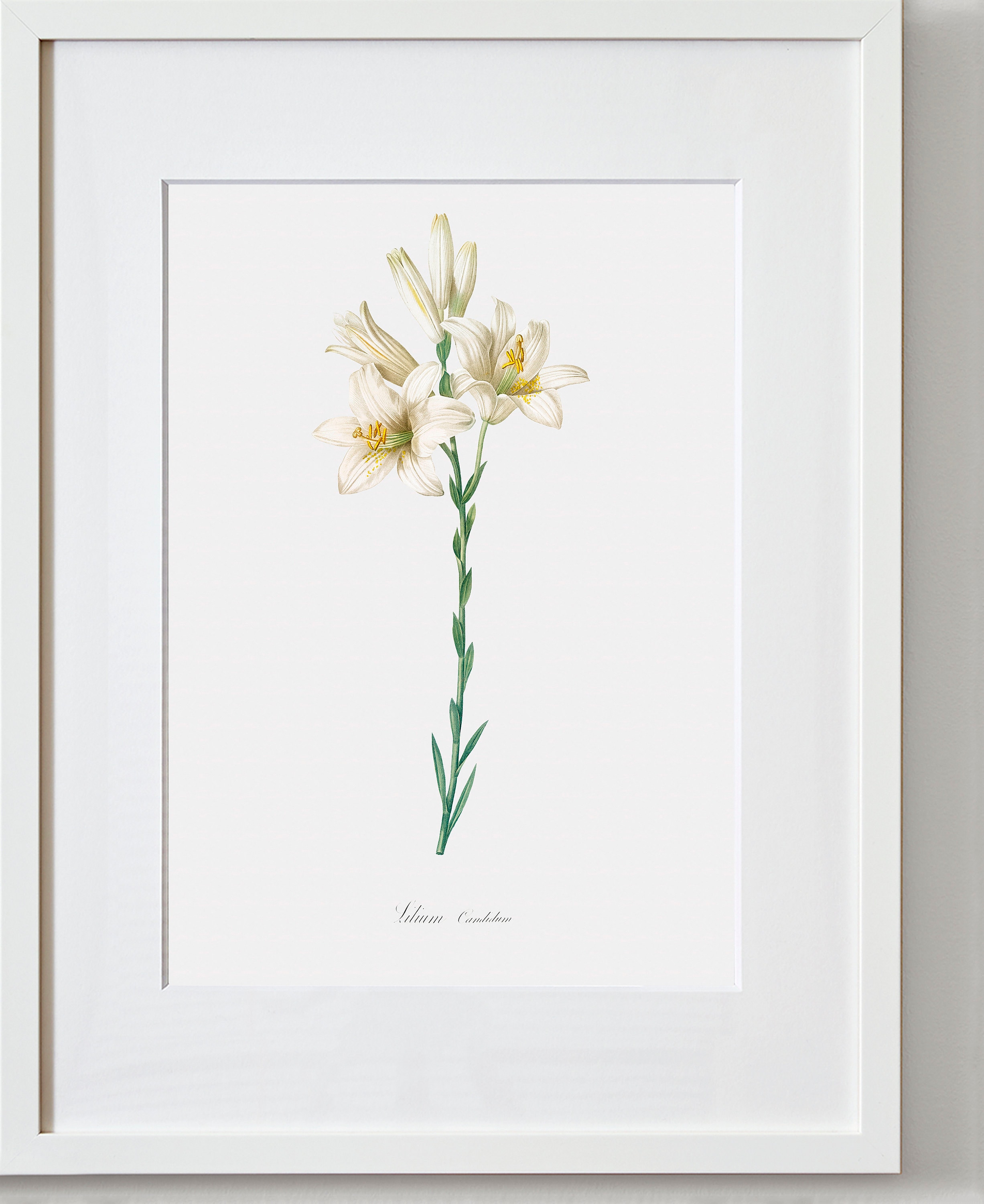Flower Print - Floral Art - Madonna Lily - Botanical Fine Art Print ...