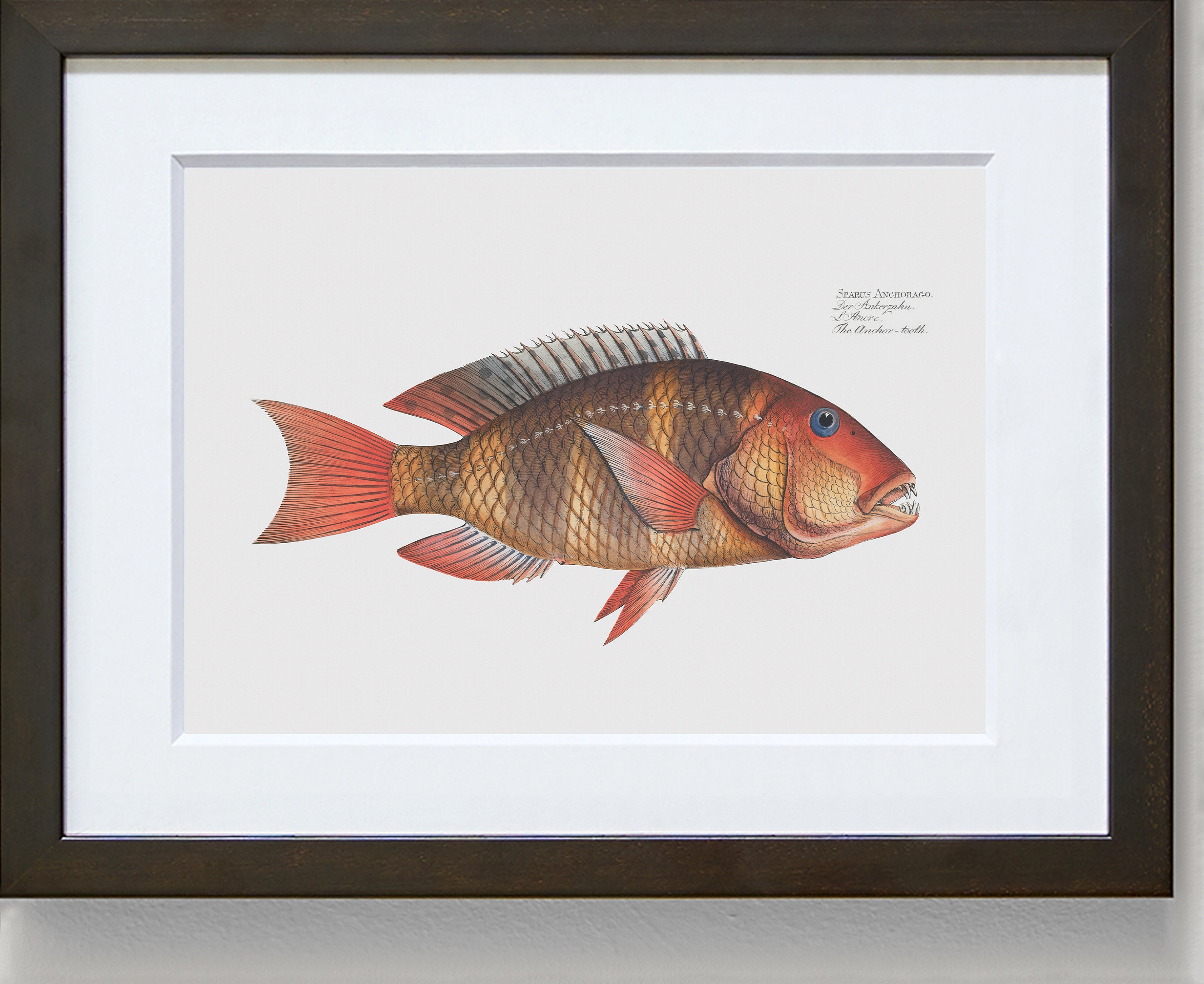 Fish Wall Art the Anchor-tooth Fish Artwork & Wall Decor - Etsy Canada