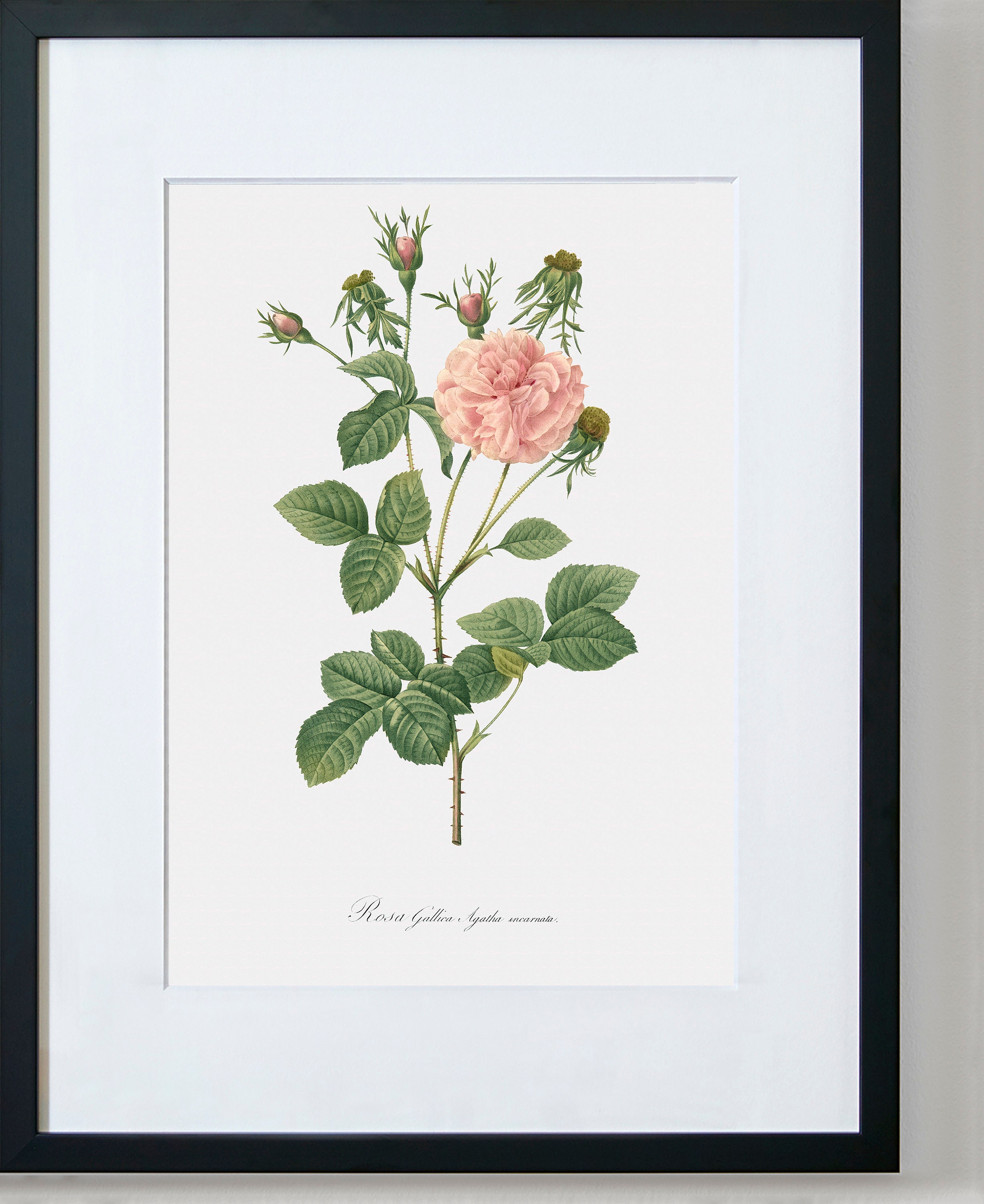 Rose Art Print Floral Art Pink Agatha Rosa Gallica Agatha Incarnata ...