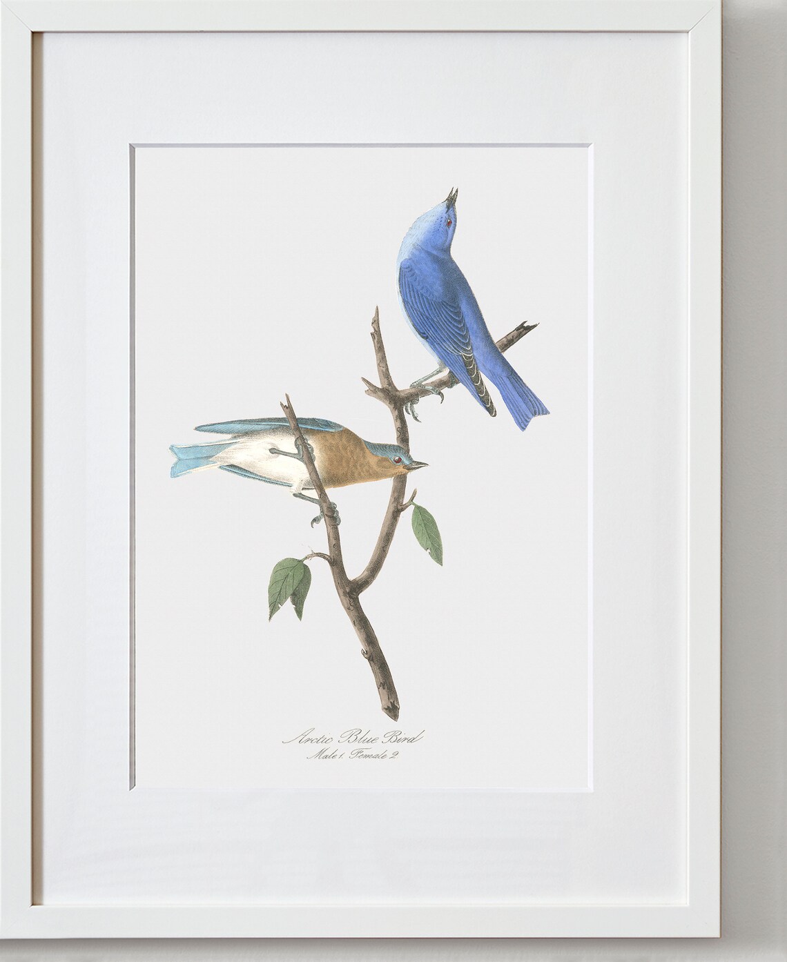 Bird Wall Art Bird Wall Hanging Framed Bird Wall Art | Etsy