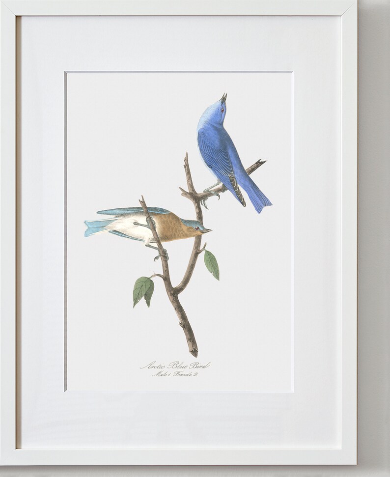 Bird Wall Art Bird Wall Hanging Framed Bird Wall Art Arctic Blue Bird ...