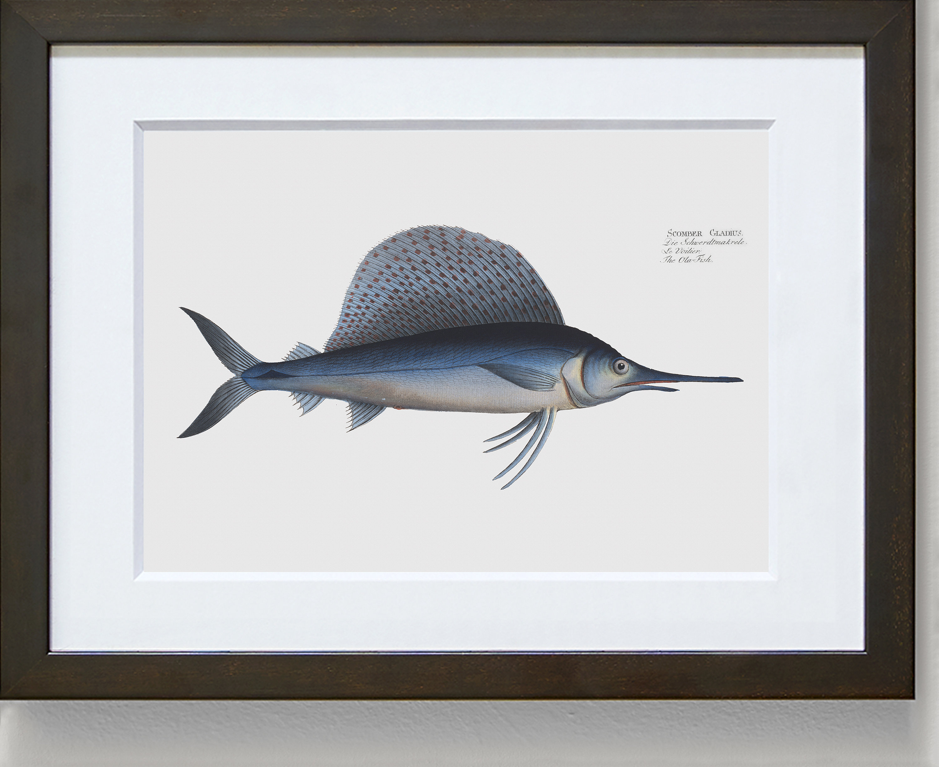 Fish Wall Art the Ola-fish Fish Fine Art Prints Framed Art - Etsy