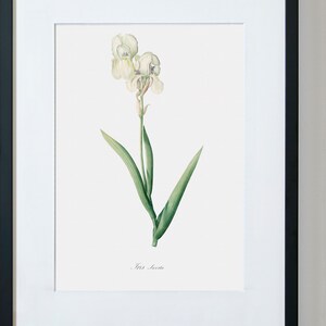 Flower Print - Floral Art - Tall Bearded Iris - Botanical Fine Art ...