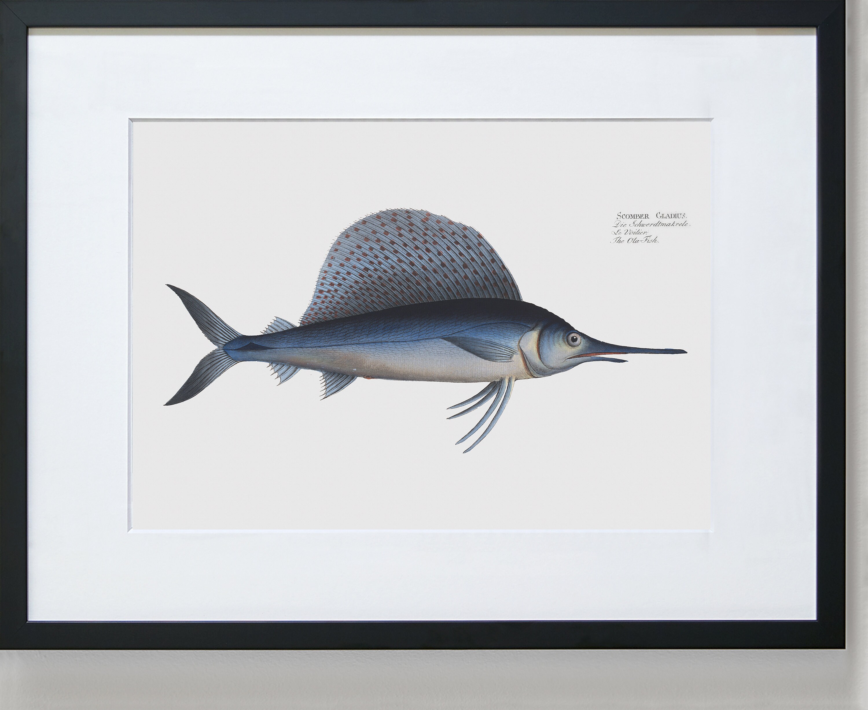 Fish Wall Art the Ola-fish Fish Fine Art Prints Framed Art - Etsy