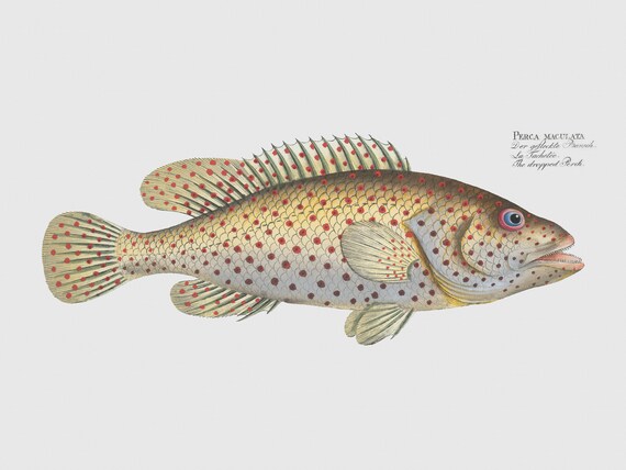 Fish Wall Art the Dropped Perch Fish Fine Art Prints | Etsy