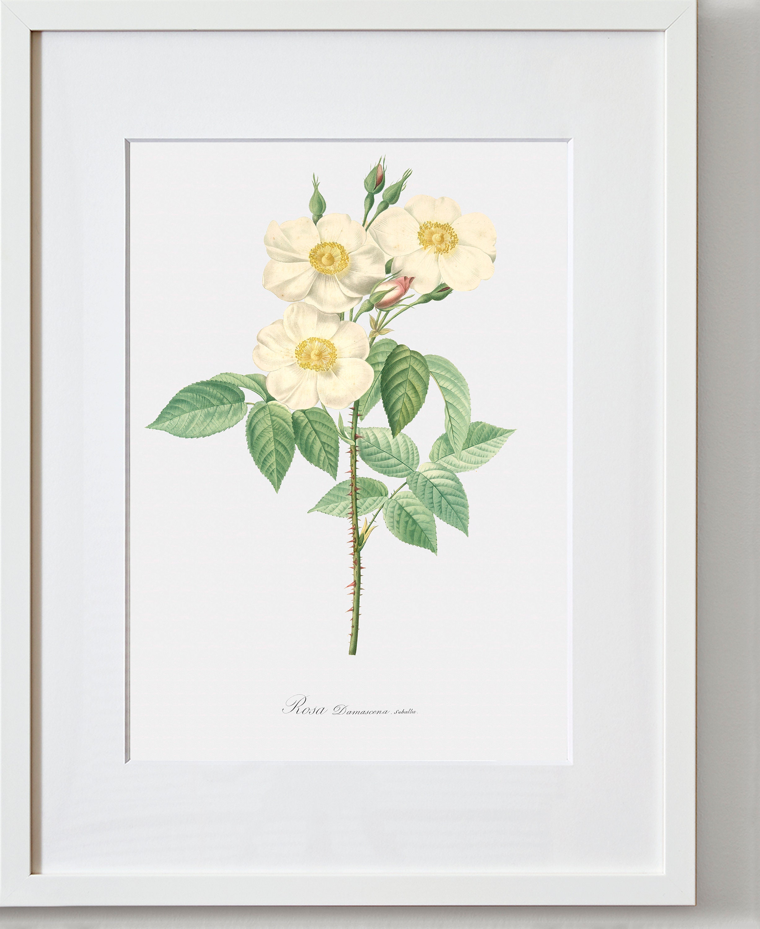 Rose Painting - Rose Fine Art Print - White Damask Rose - Rosa ...