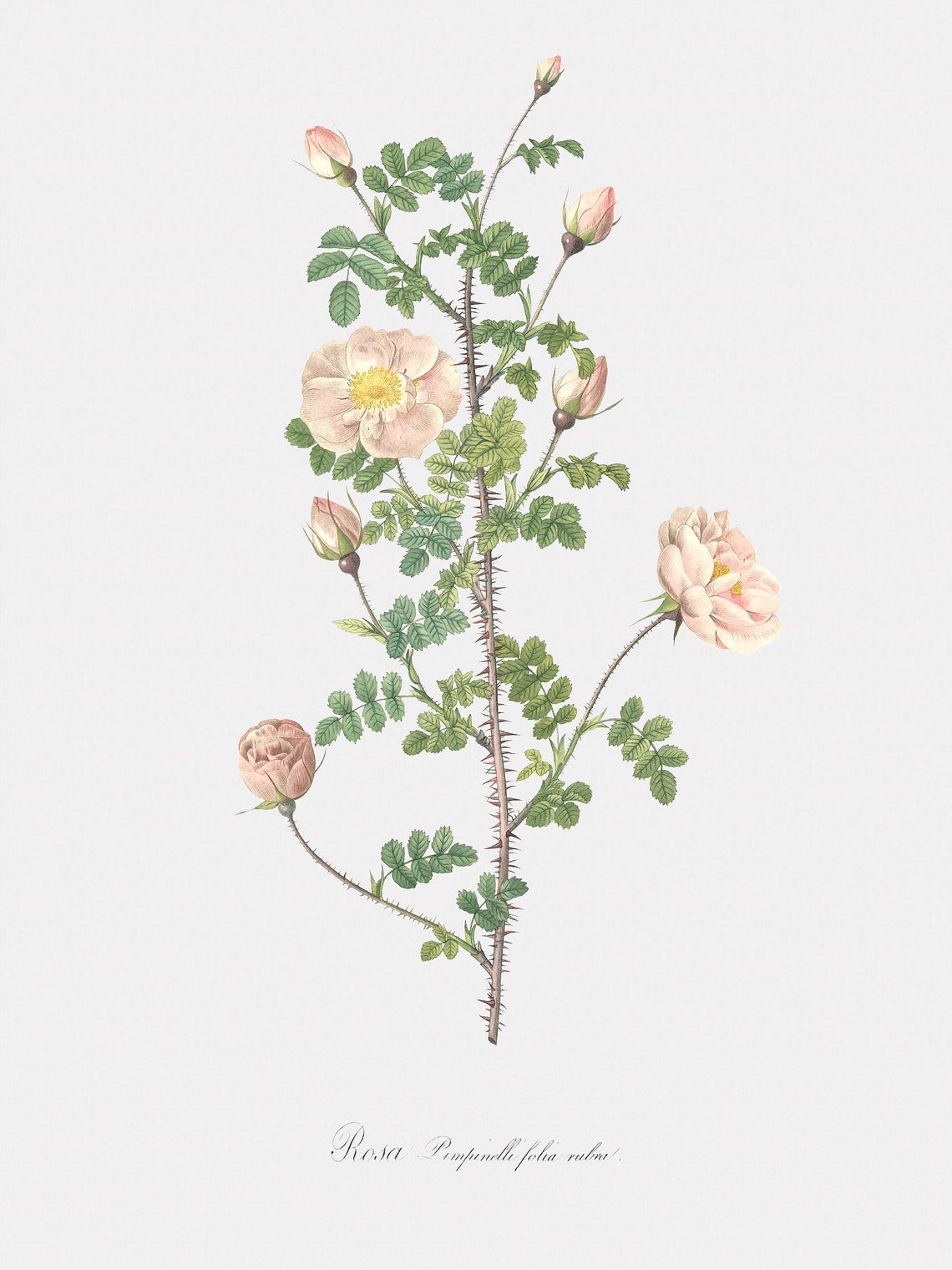 Rose Wall Art Rose Fine Art Print Double Pink Scotch Briar Rosa ...