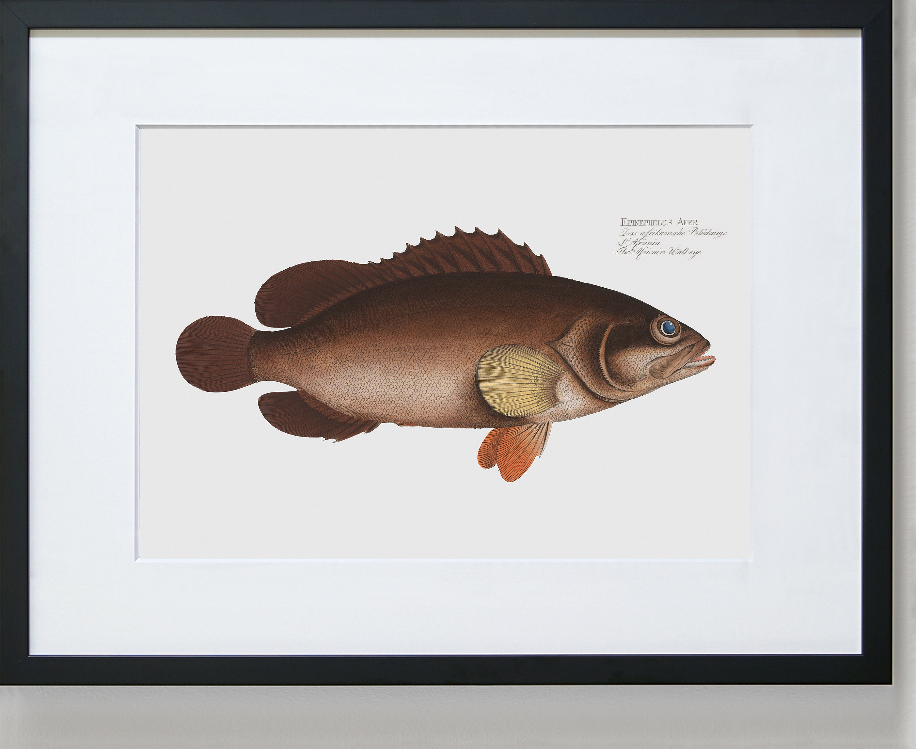 Fish Wall Art - the Africain Wall-eye - Fish Fine Art Prints - Framed ...