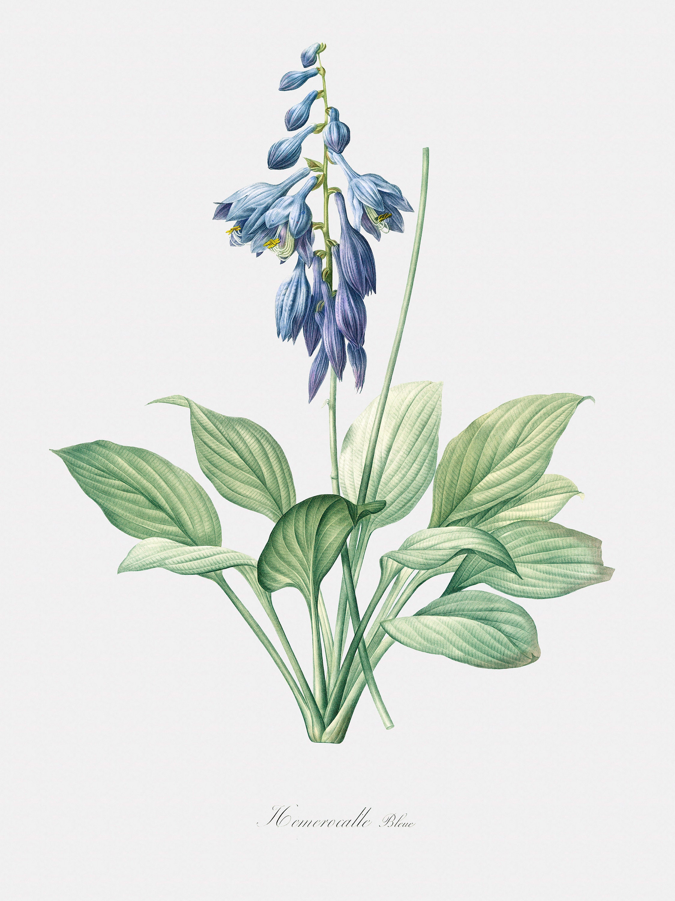 Flower Print - Floral Art - Dark Blue Plantain Lily - Botanical Fine ...