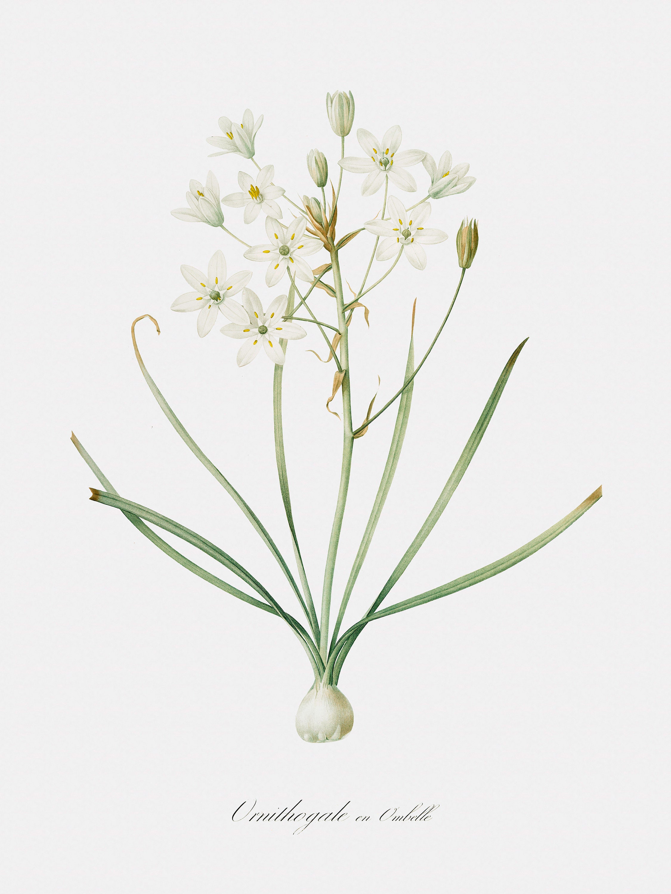 Flower Print - Floral Art - Star of Bethlehem - Botanical Fine Art ...