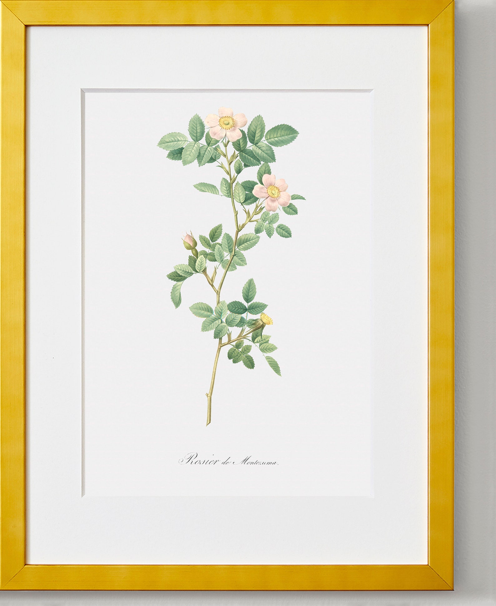 Rose Wall Art Rose Fine Art Print Rosa Montezuma Floral Artwork - Etsy