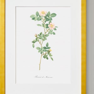 Rose Wall Art - Rose Fine Art Print - Rosa Montezuma - Floral Artwork ...