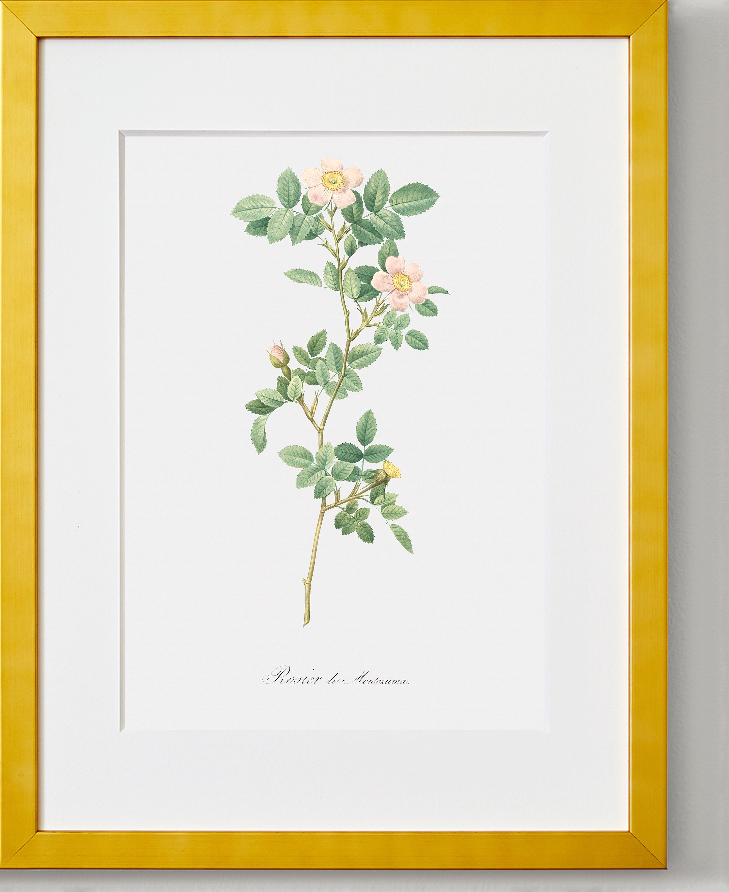 Rose Wall Art Rose Fine Art Print Rosa Montezuma Floral Artwork - Etsy