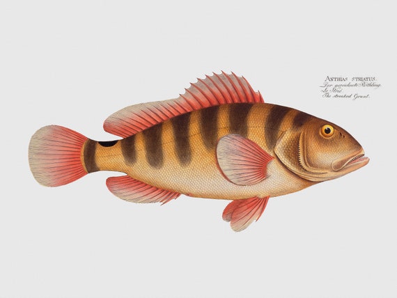 Fish Wall Art the Streaked Grunt-fish Artwork Anthias | Etsy