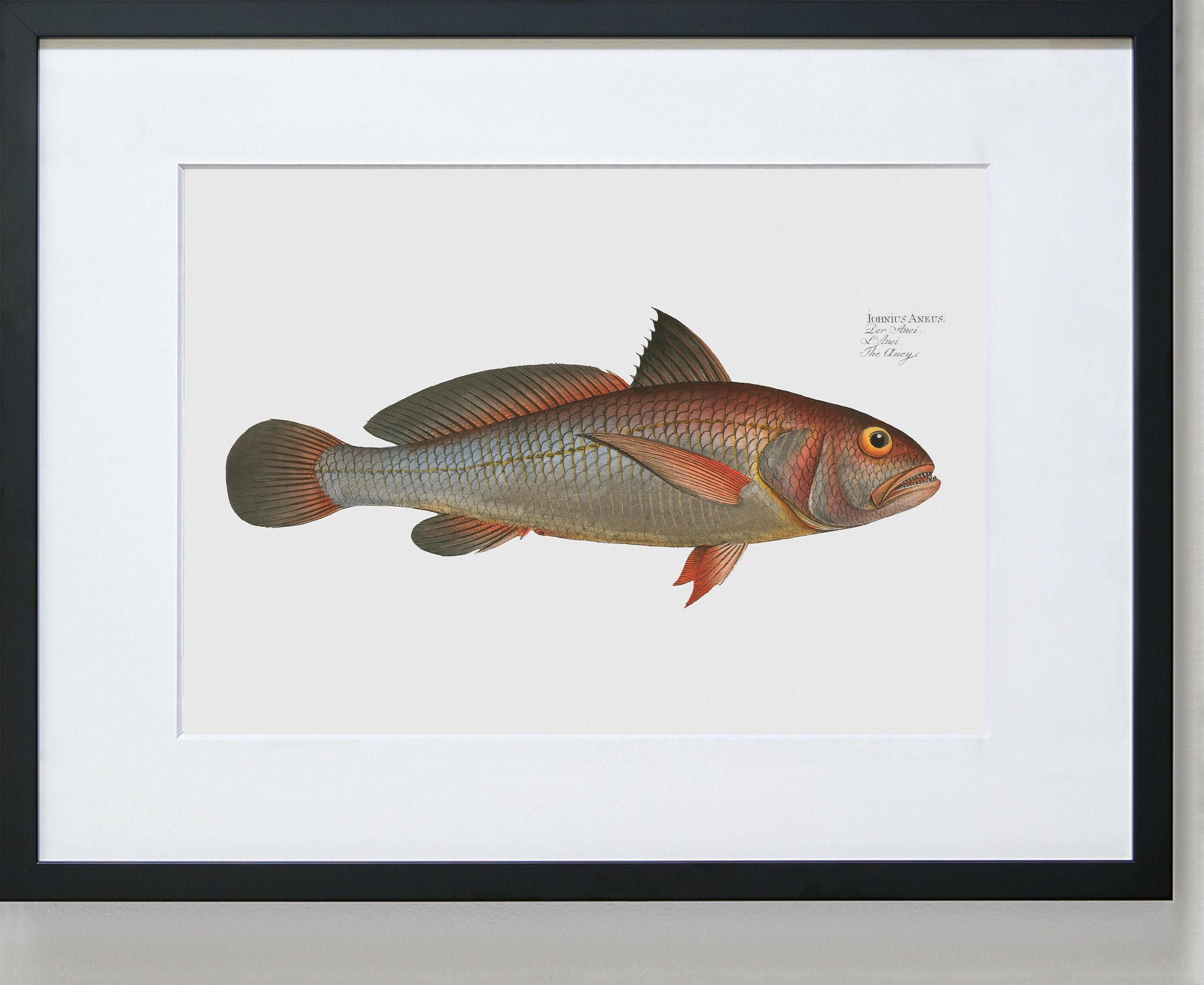 Fish Wall Art Johnius Aneus The Aney Fish Home Decor | Etsy