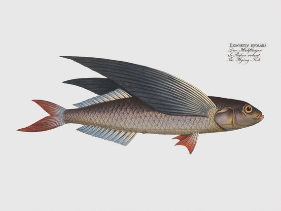Fish Wall Art Print the Flying-fish Framed Art Fish | Etsy