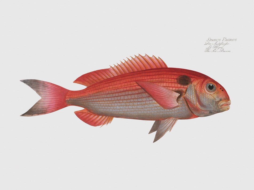 Fish Wall Art - the Sea-bream - Fish Fine Art Prints - Framed Art - Etsy