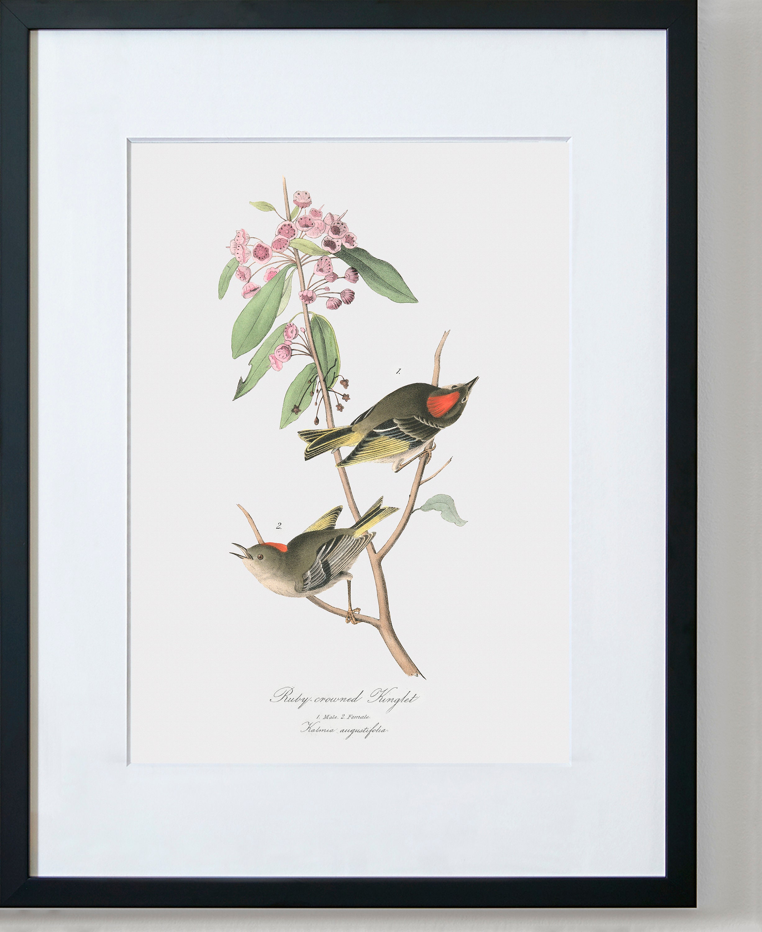 Framed Bird Wall Art - Bird Fine Art Print - Bird Artwork - Ruby ...