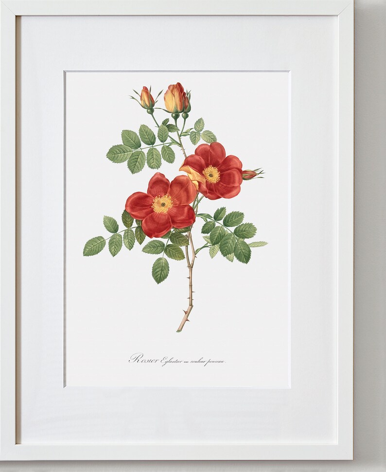 Rose Art Print - Floral Art - Austrian Copper Rose - Rosa Eglanteria ...