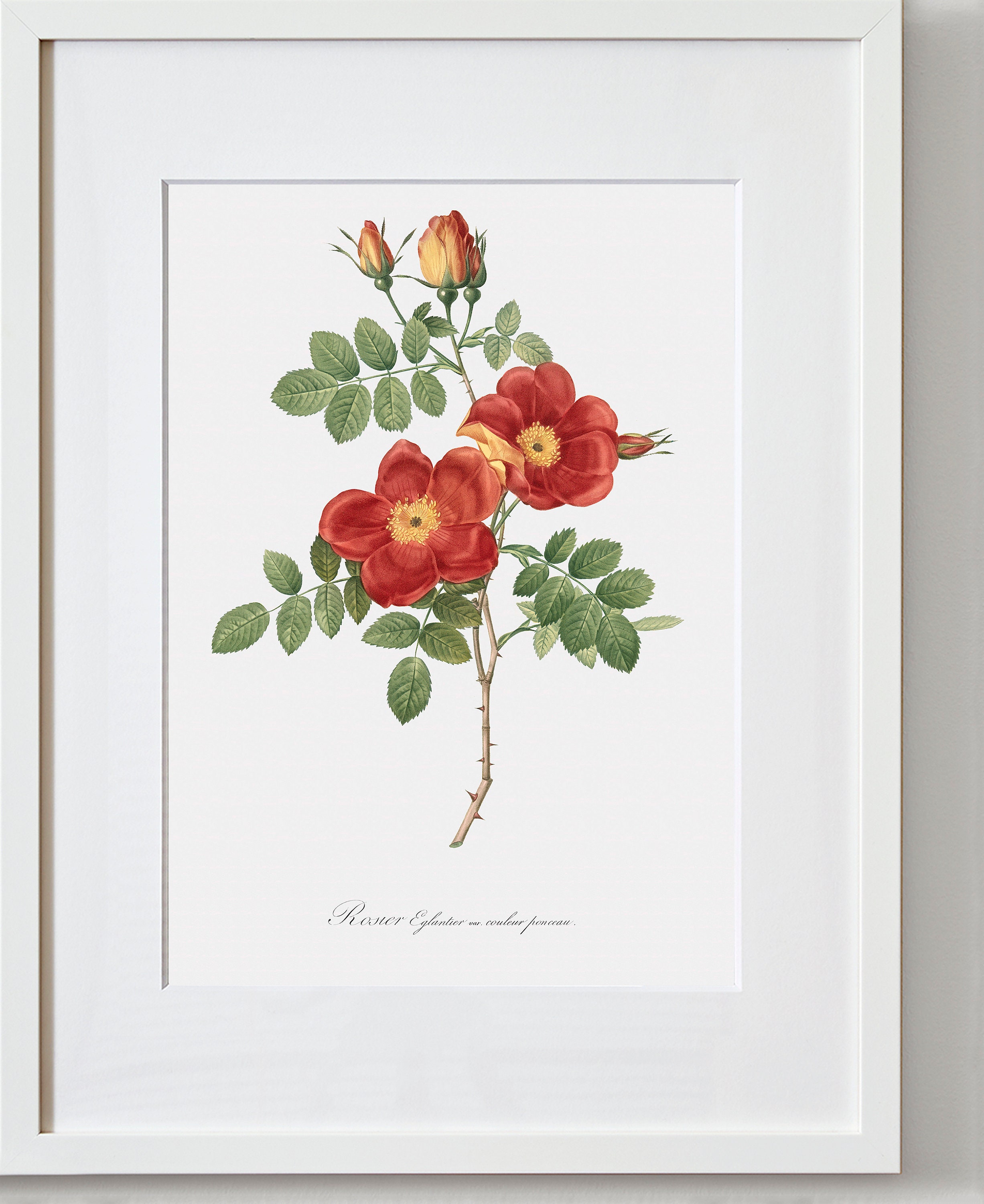 Rose Art Print - Floral Art - Austrian Copper Rose - Rosa Eglanteria ...