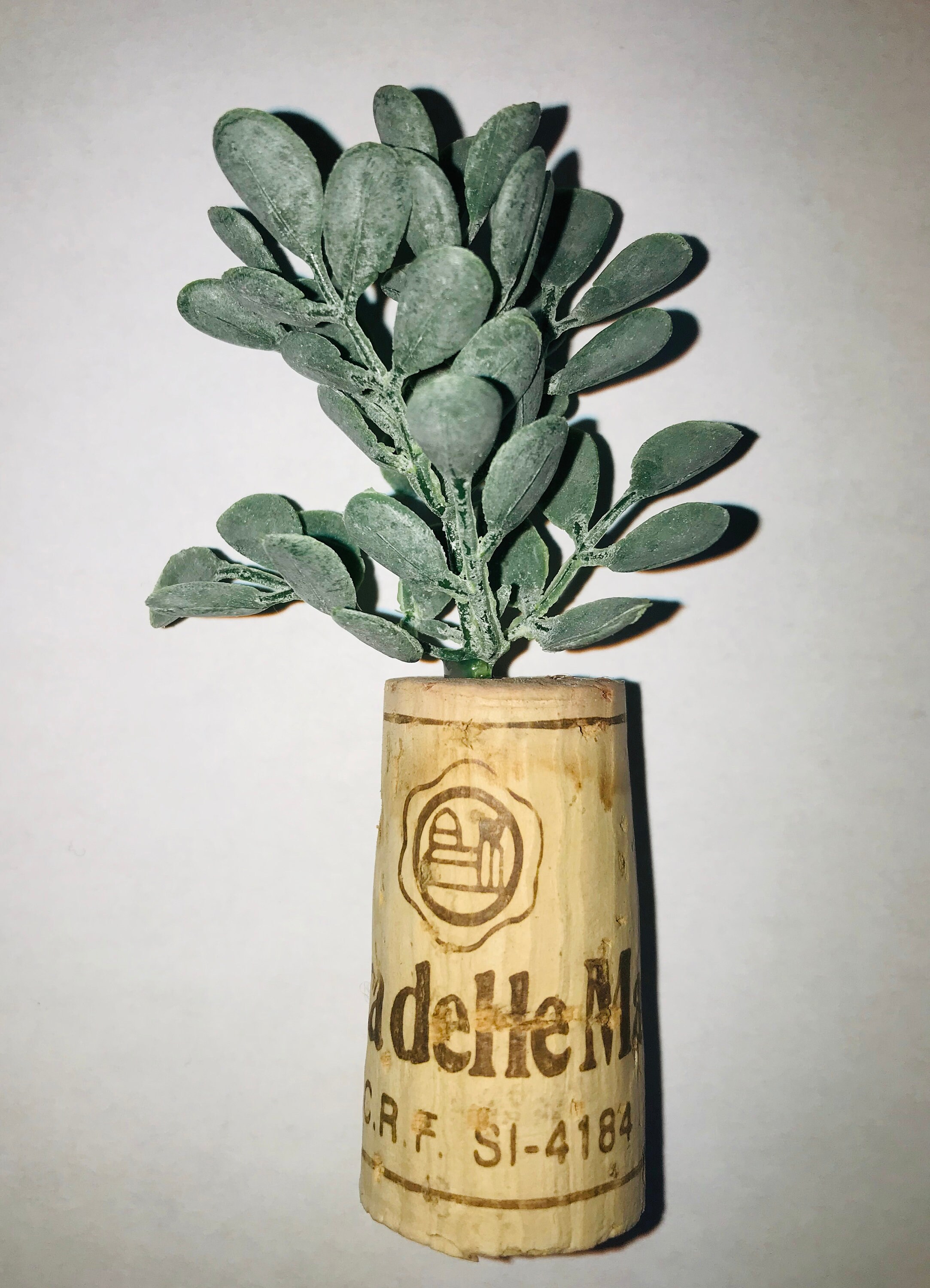 Succulent & Cork Magnets - Etsy