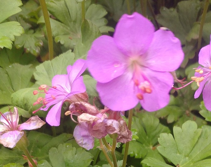 Qty 5 Tubers : Geranium Macrorrhizum Ingwersen's Variety Cranesbill ...