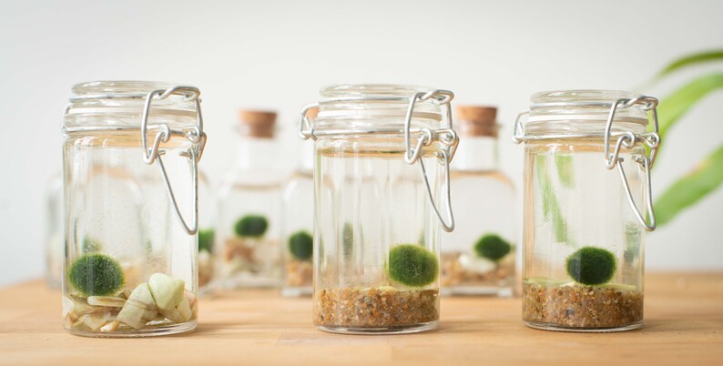Mini Marimo Aquariums Cute Moss Ball In Jar | Etsy