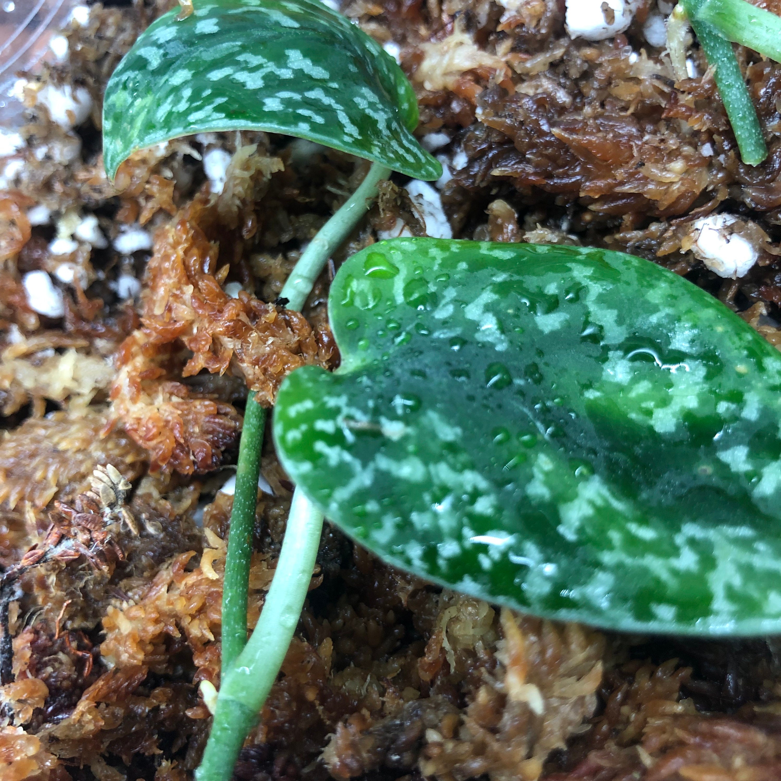 Scindapsus Snake Scale Hask Shingle Plant EXACT PLANT - Etsy