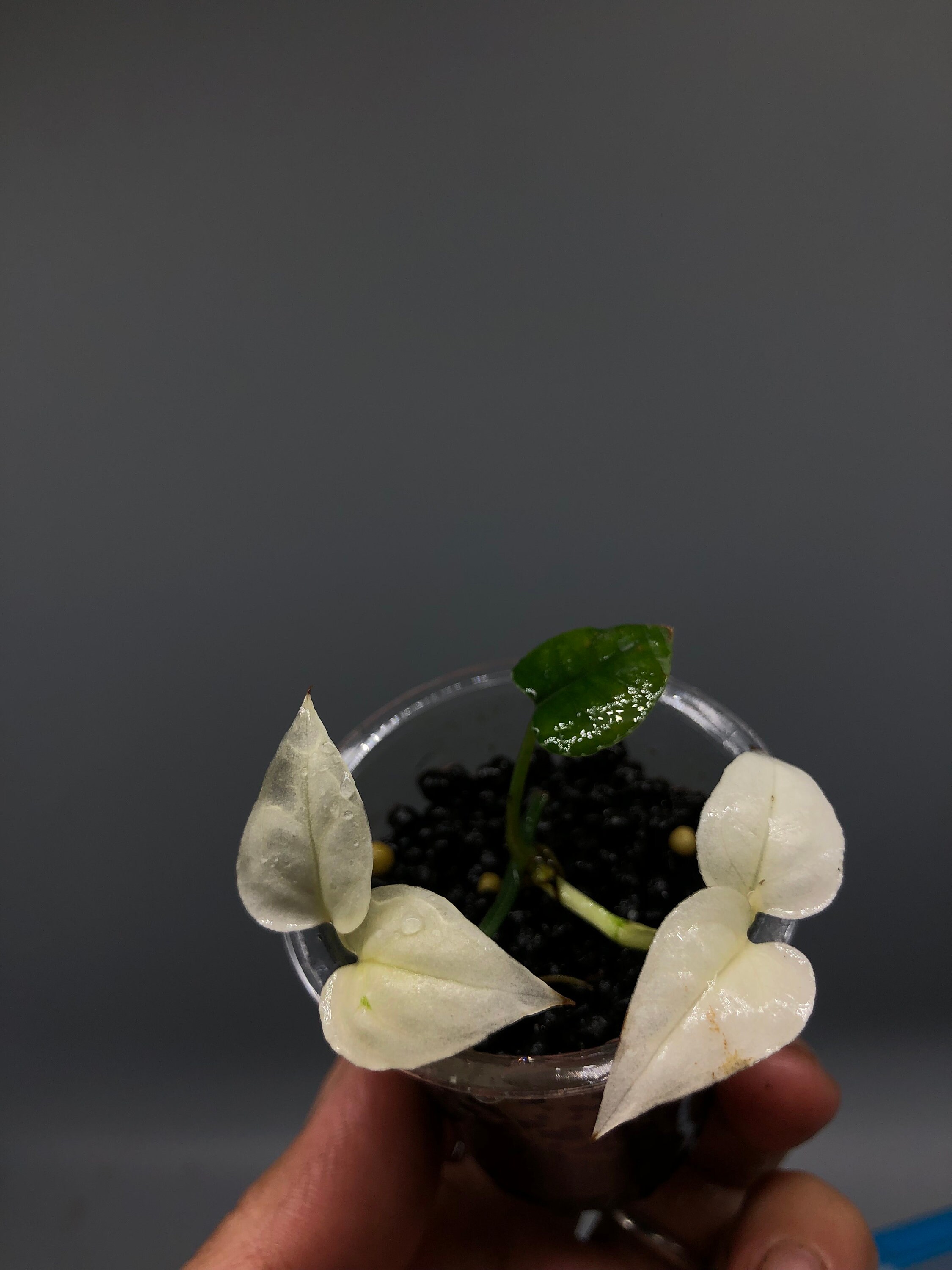 Epipremnum Cebu Blue Ghost Variegated - Etsy