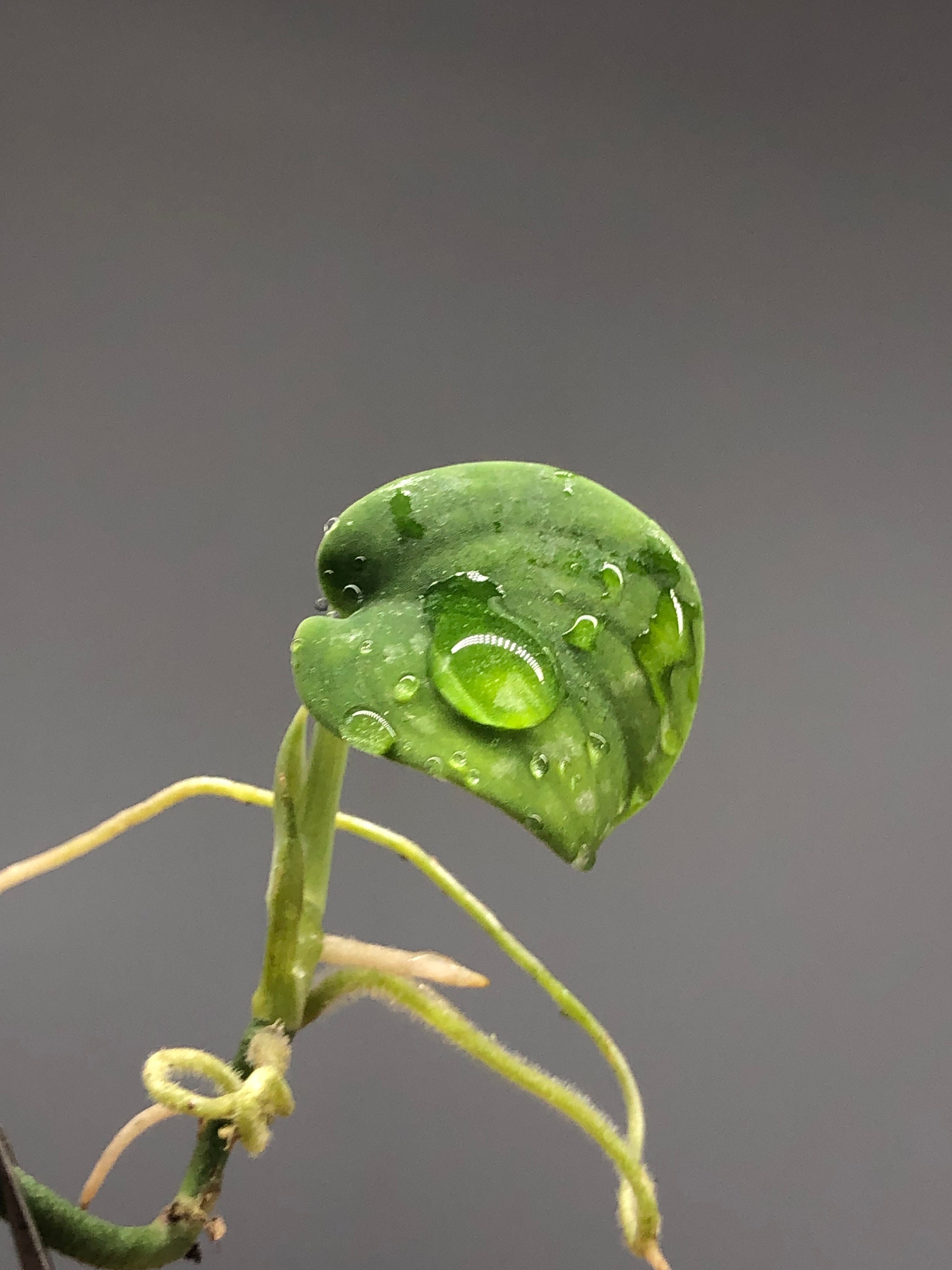 Scindapsus Snake Scale Hask Shingle Plant EXACT PLANT - Etsy