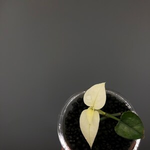 Epipremnum Cebu Blue Ghost Variegated - Etsy