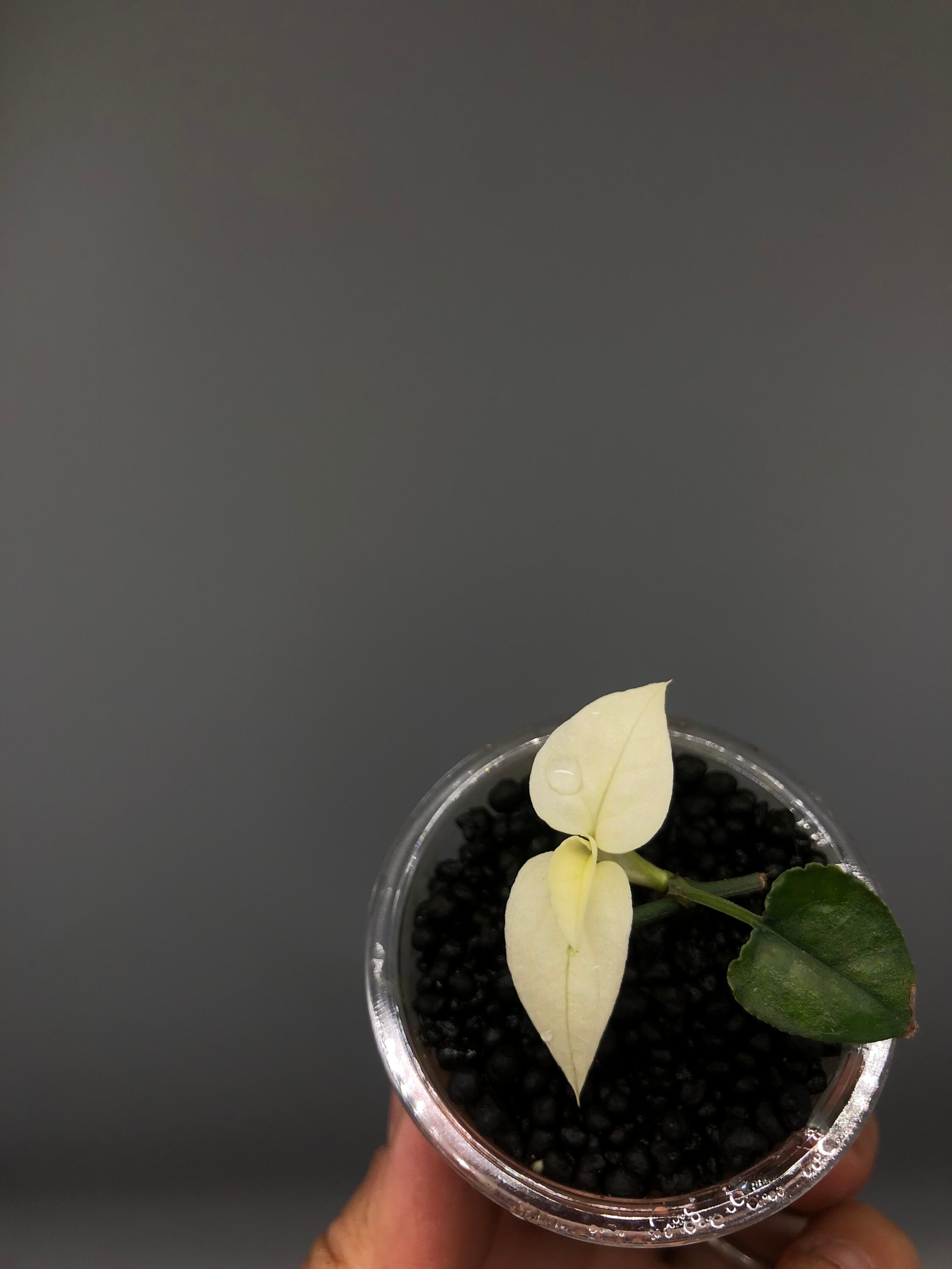 Epipremnum Cebu Blue Ghost Variegated - Etsy