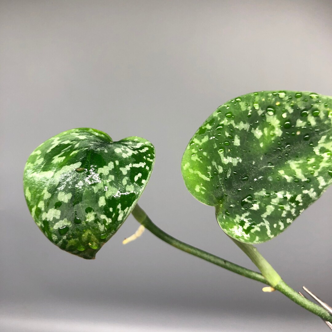 Scindapsus Snake Scale Hask Nodes - Etsy