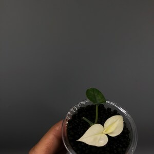 Epipremnum Cebu Blue Ghost Variegated - Etsy