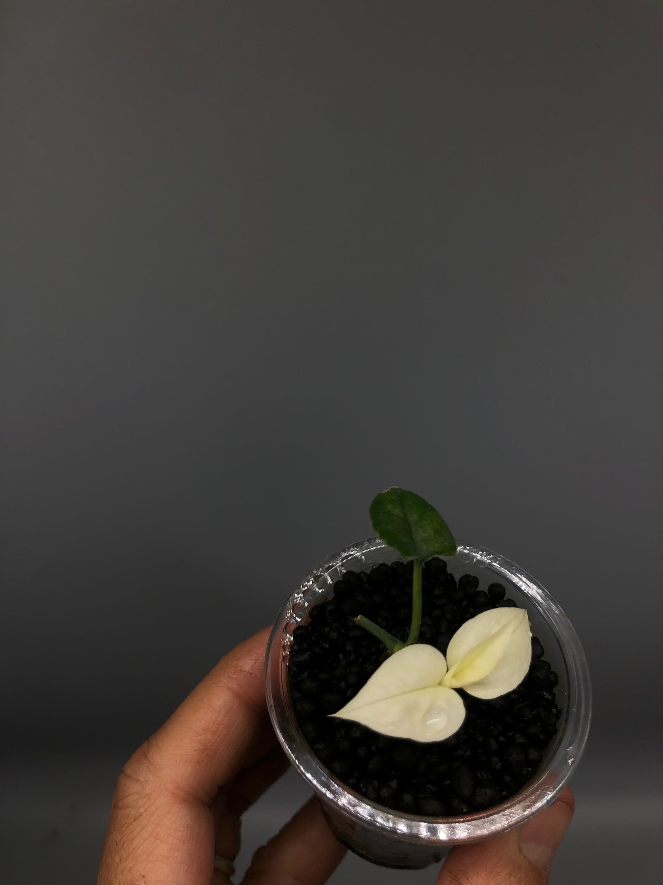 Epipremnum Cebu Blue Ghost Variegated - Etsy