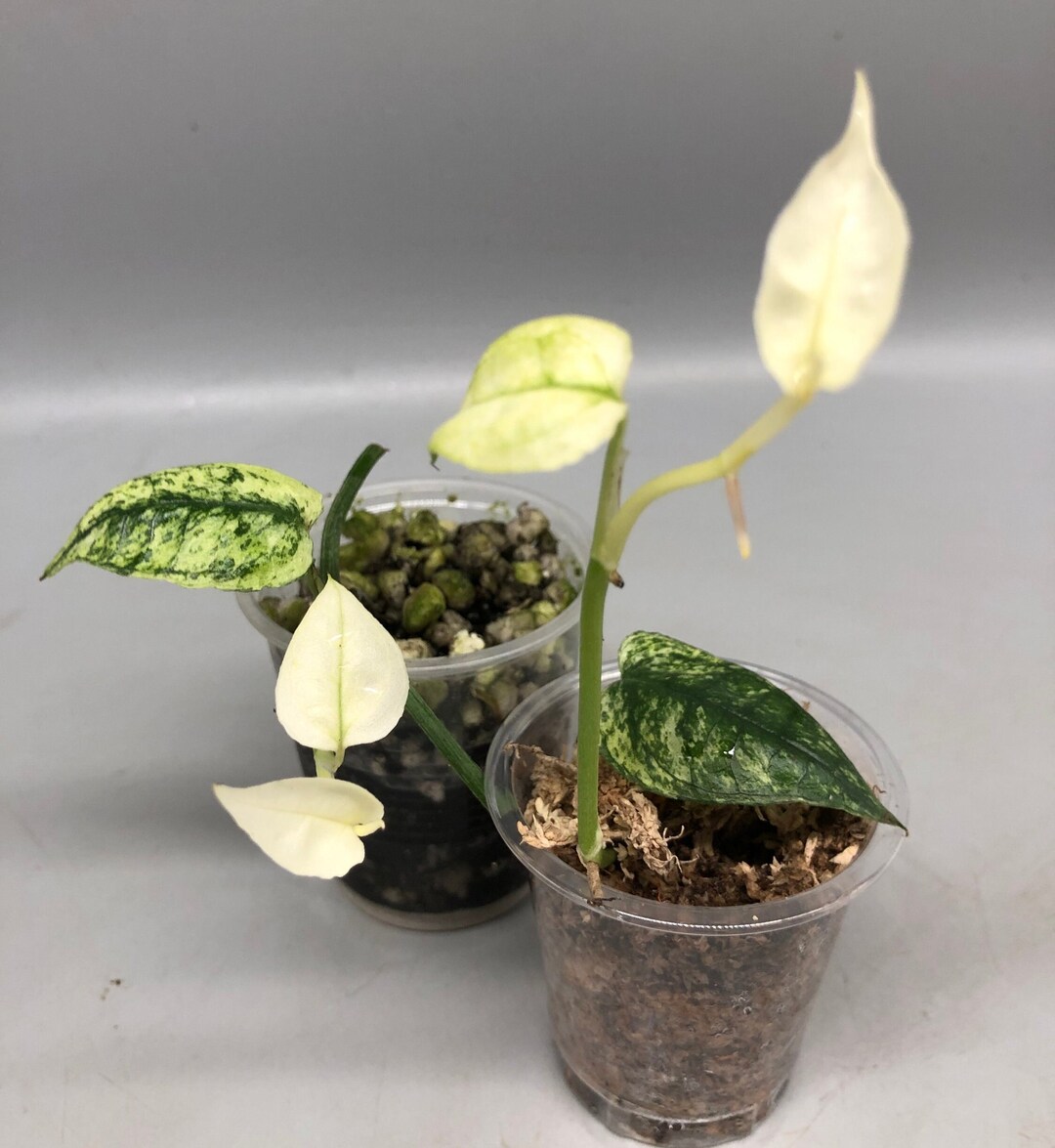 Epipremnum Cebu Blue Ghost Variegated - Etsy