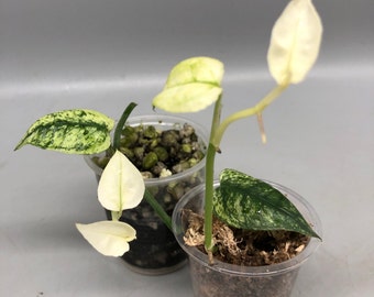 Variegated Cebu Blue Epipremnum Pinnatum Cebu Blue Ghost - Etsy