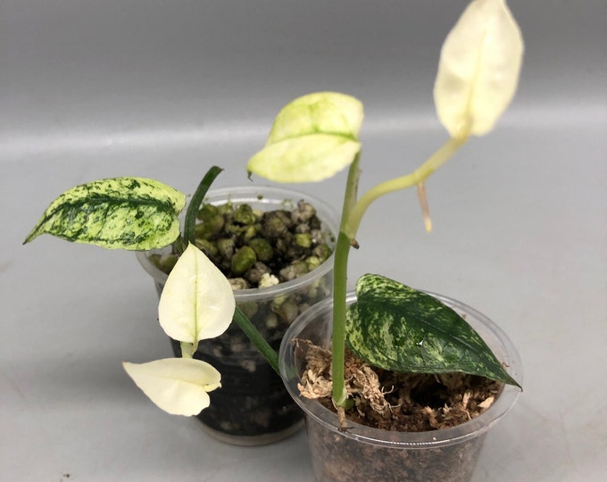 Epipremnum Cebu Blue Ghost Variegated - Etsy