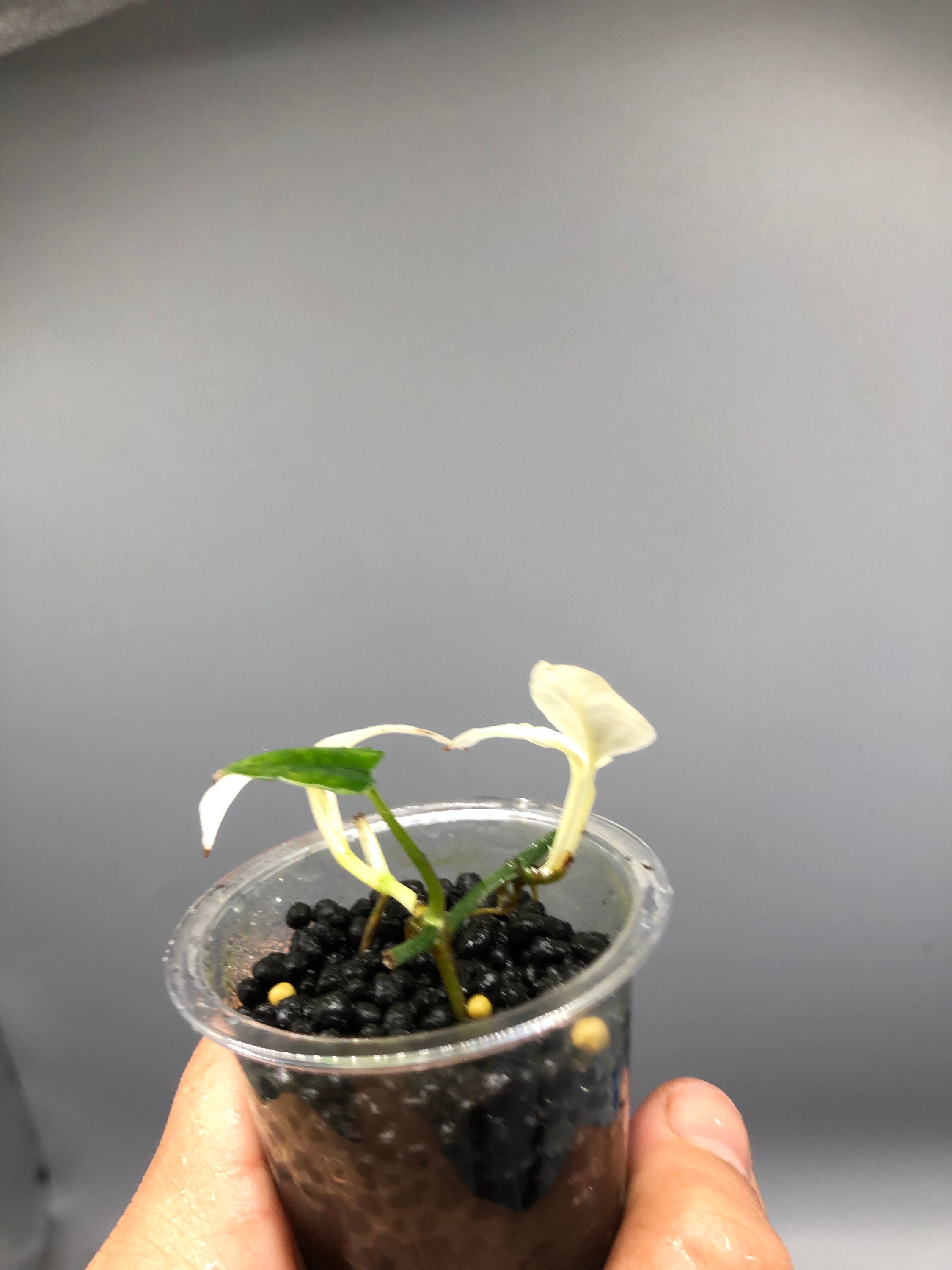 Epipremnum Cebu Blue Ghost Variegated - Etsy