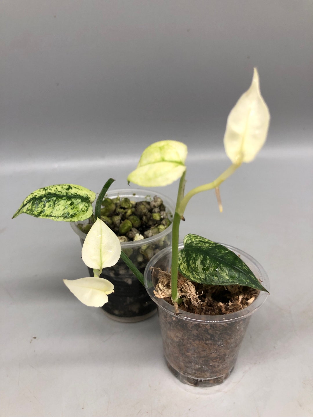 Epipremnum Cebu Blue Ghost Variegated - Etsy